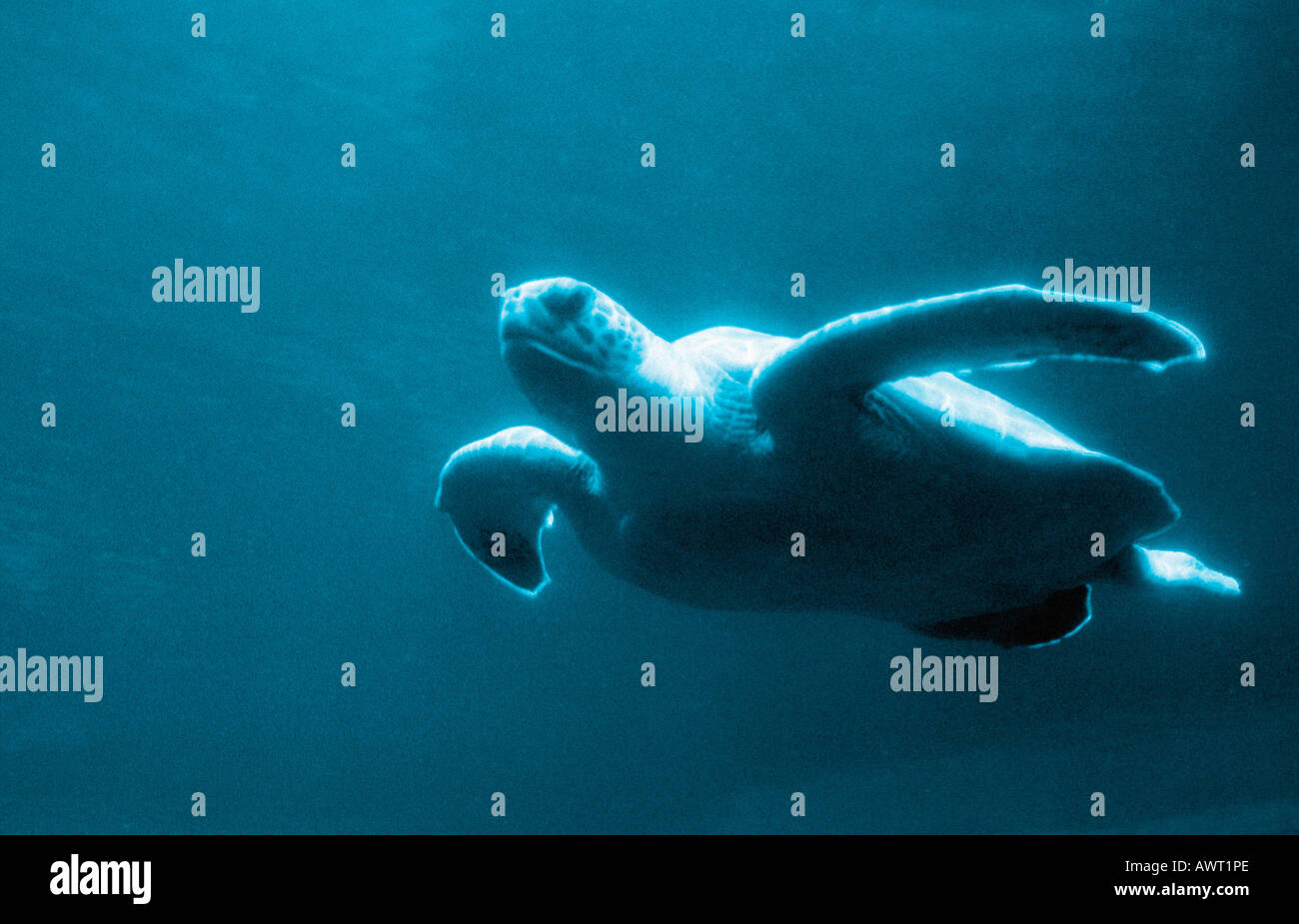 Turtle water reptiles hi-res stock photography and images - Alamy