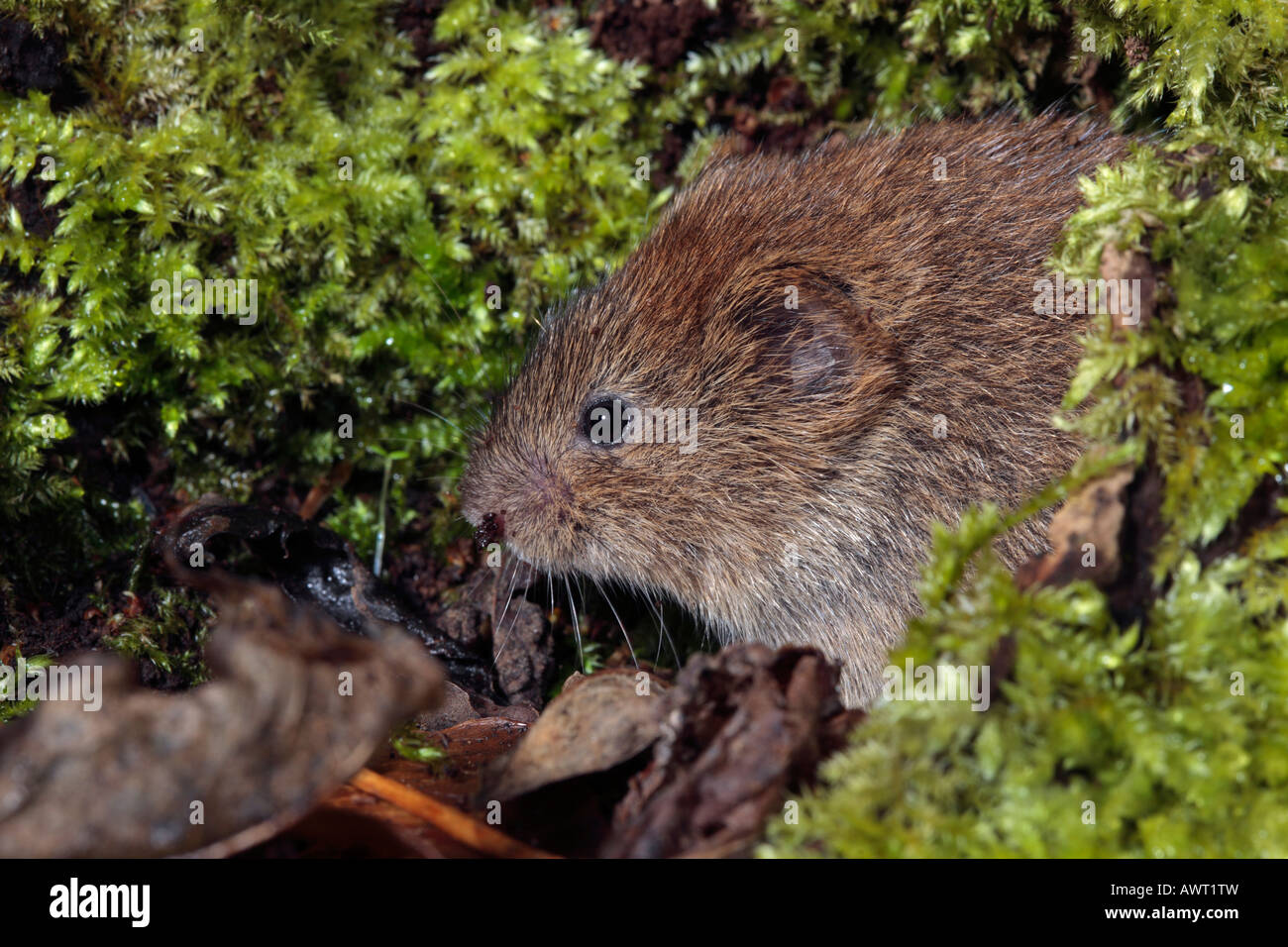 Short-tailed Vole Microtus agrestis on moss covered log Potton ...
