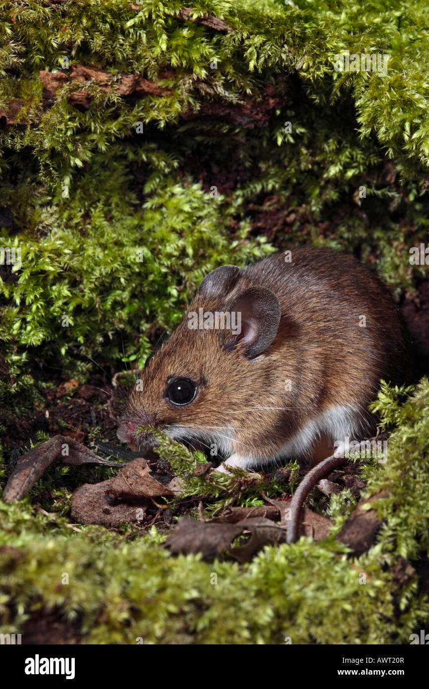 Wood mouse long-tailed field mouse Apodemus sylvaticus on log looking alert Potton Bedfordshire ...