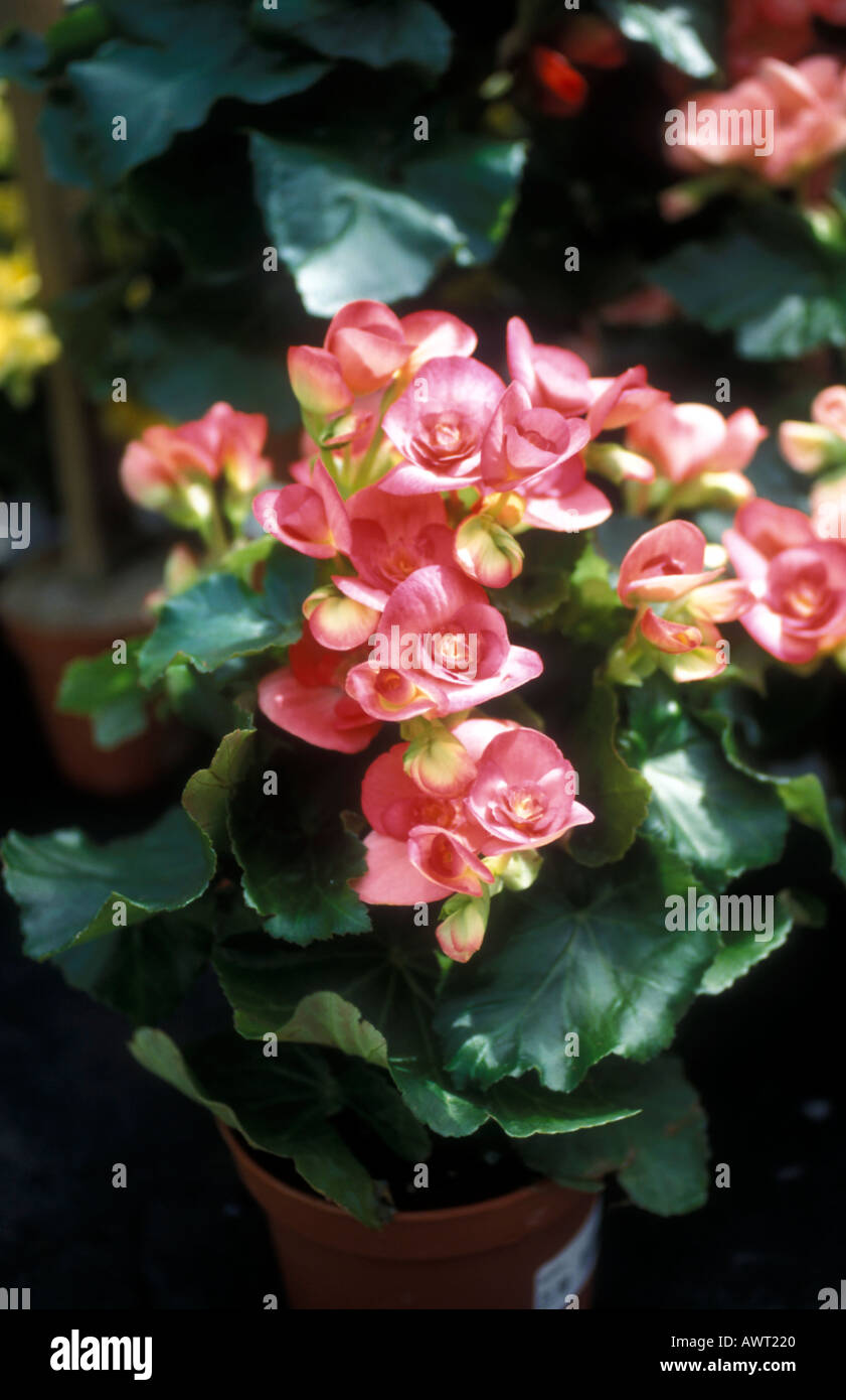 Begonia semperflorens hi-res stock photography and images - Alamy