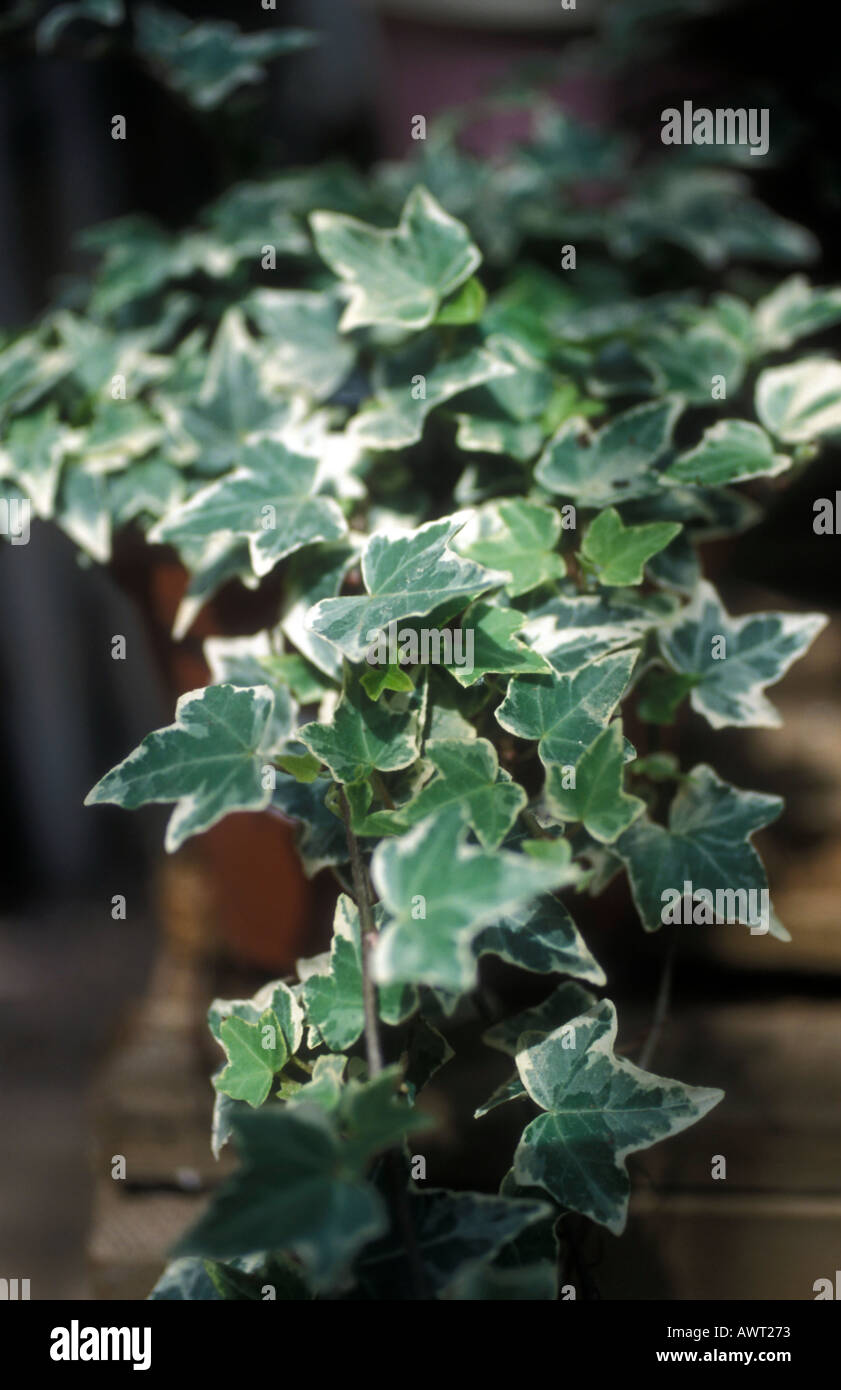 White tipped Ivy Stock Photo - Alamy