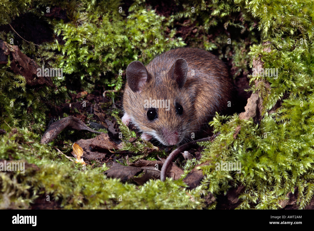 Wood mouse long-tailed field mouse Apodemus sylvaticus on log looking ...