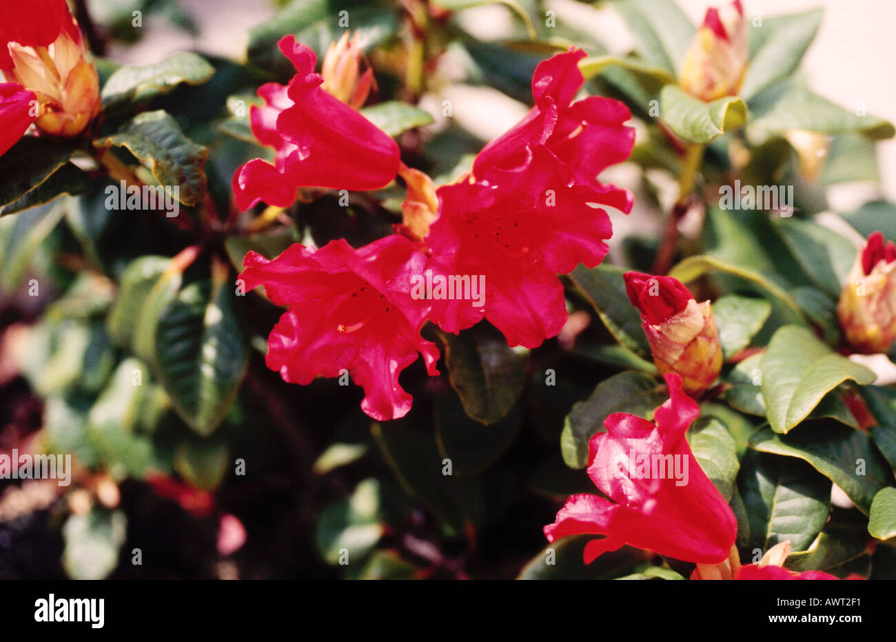 Crimson rhododendron hi-res stock photography and images - Alamy