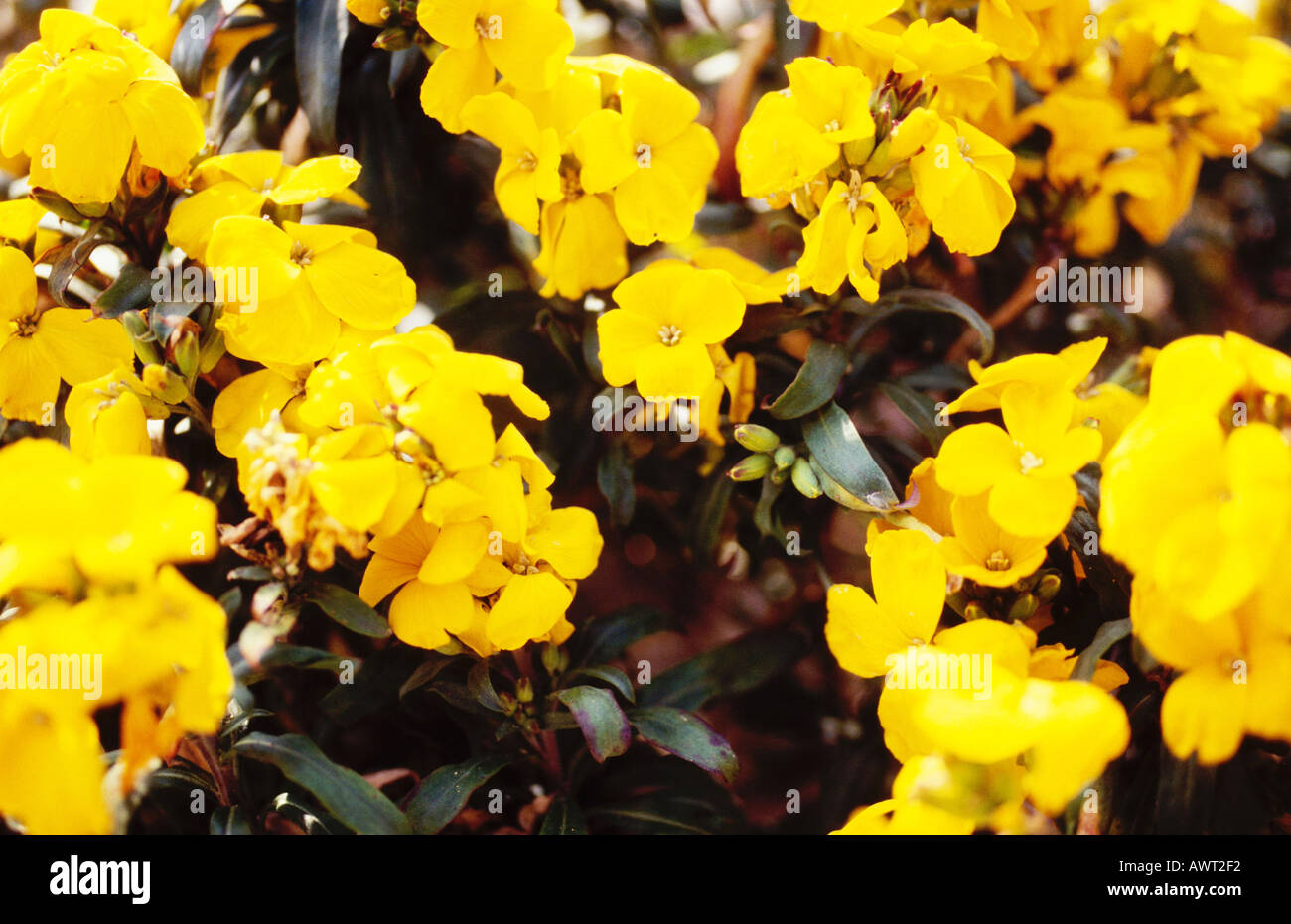 Yellow wallflower - Cheiranthus Stock Photo - Alamy
