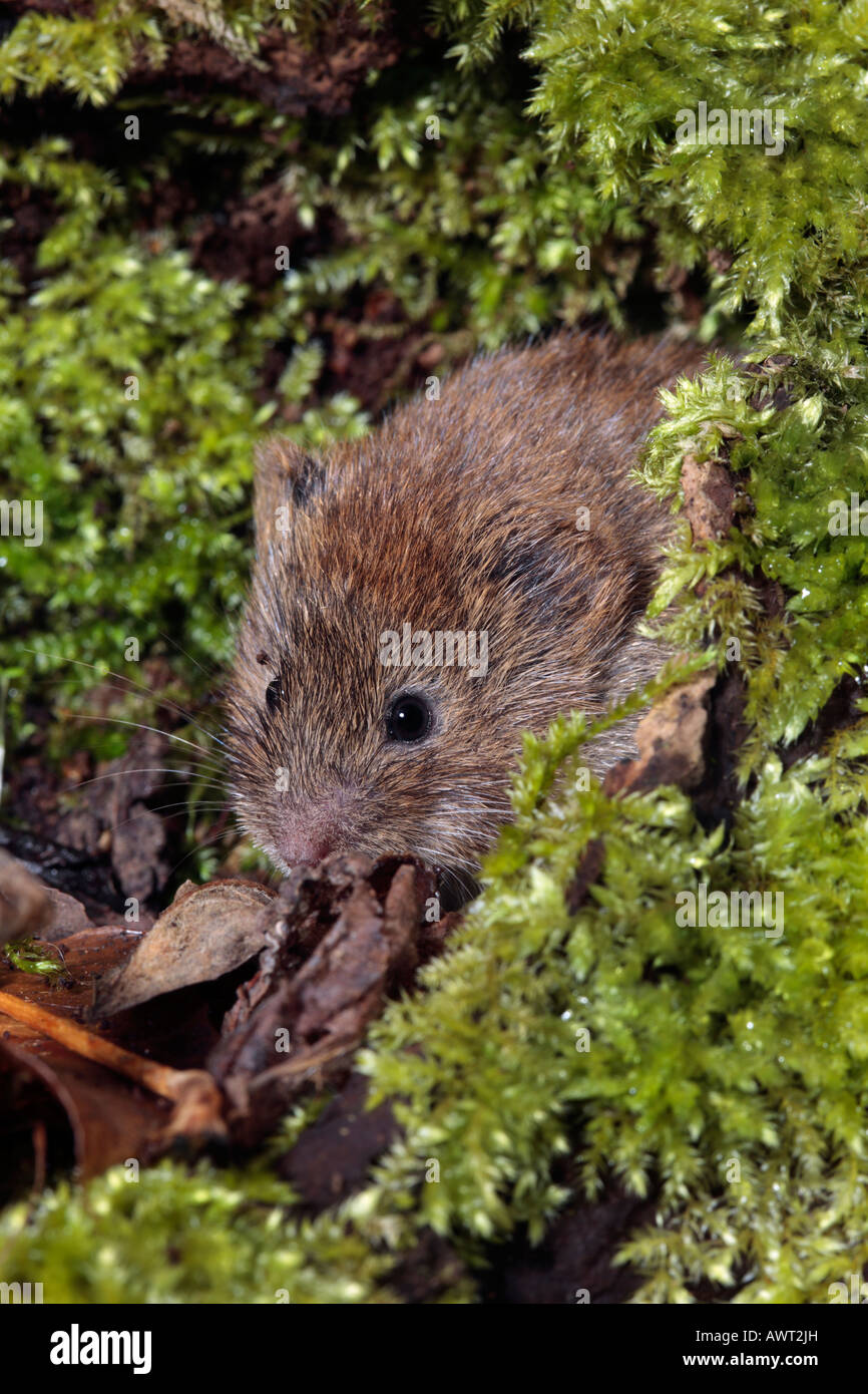 Short-tailed Vole Microtus agrestis on moss covered log Potton ...