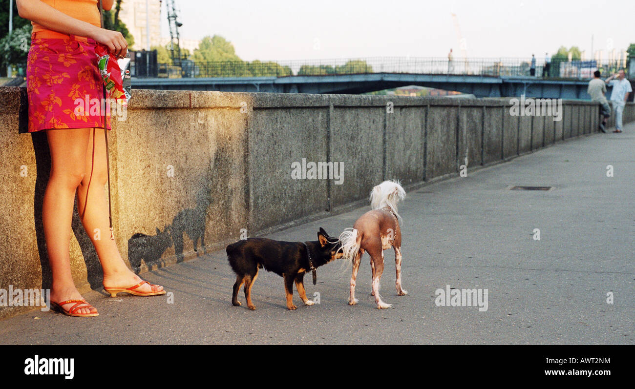 Teen girl and dogs and lead hi-res stock photography and images - Alamy