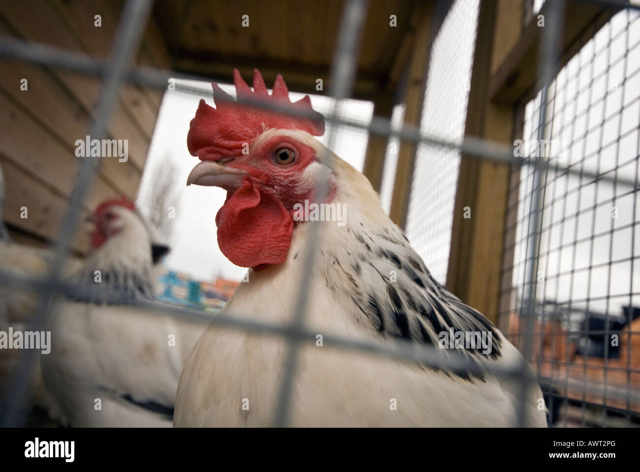 Cockerel Hens coop pen Stock Photo - Alamy