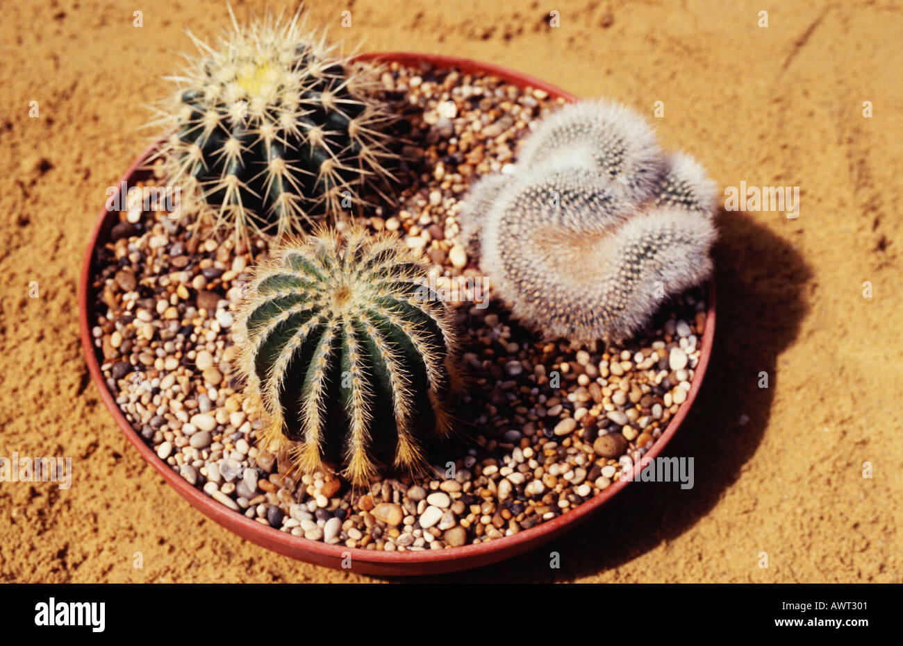Desert variety Cacti in a small cacti garden Stock Photo - Alamy