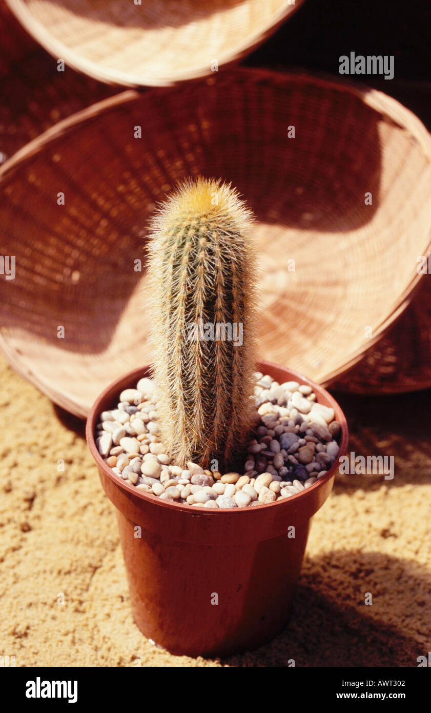 Cacti. Cleistocactus Dry Desert variety Stock Photo - Alamy