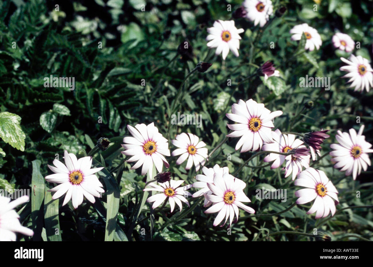 Daisy Star of Veldt - Dimorphothus Stock Photo - Alamy