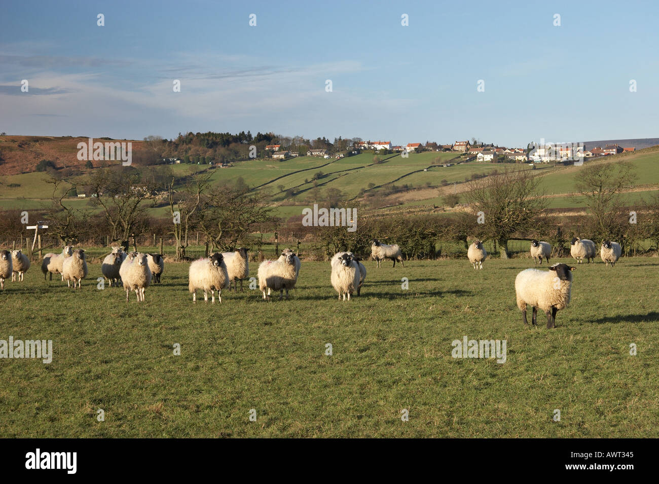 Flock of sheep in Danby Dale with Castleton village in background North ...