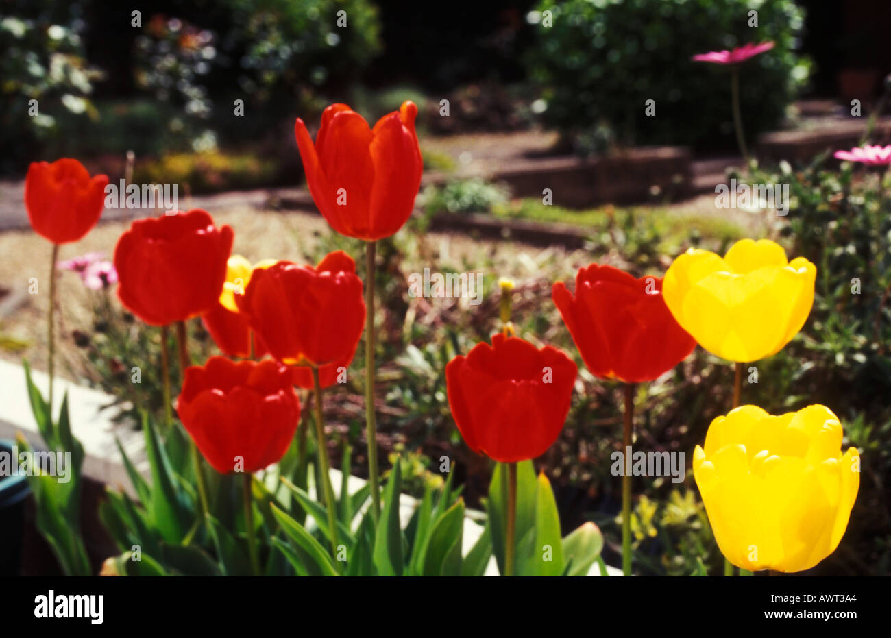 Yellow tupils hi-res stock photography and images - Alamy