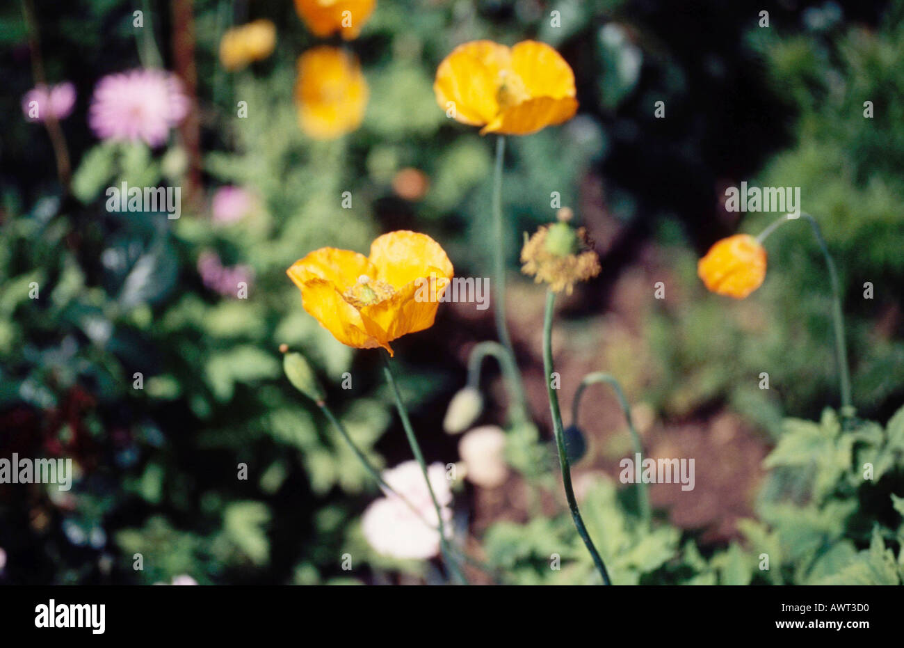Alpine poppy hi-res stock photography and images - Alamy