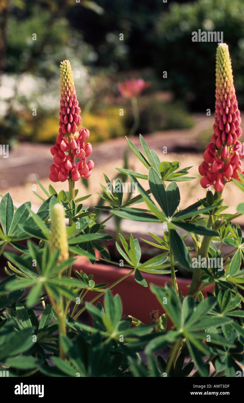 Lupins - Lupinus polyphyllus Stock Photo - Alamy