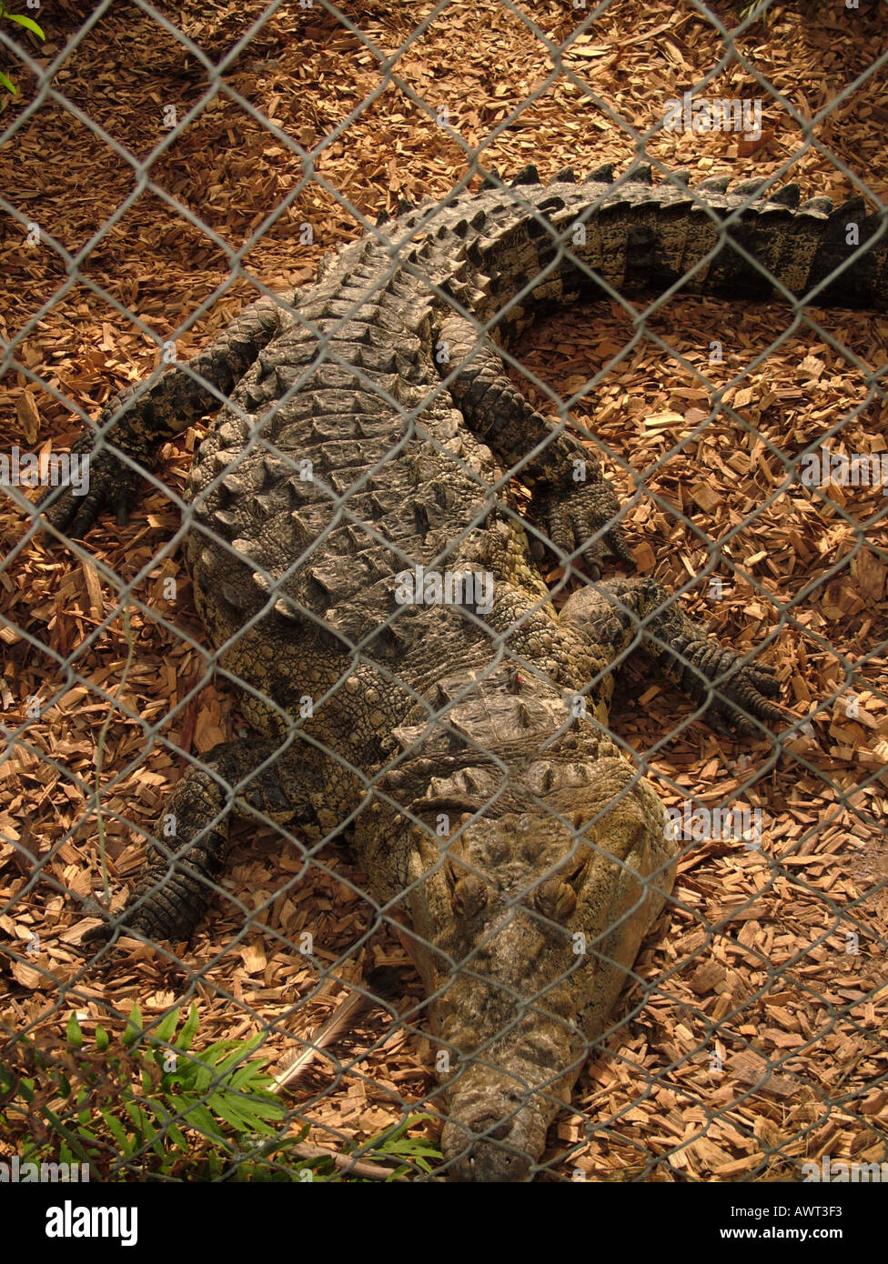 Homestead farm animals hi-res stock photography and images - Alamy
