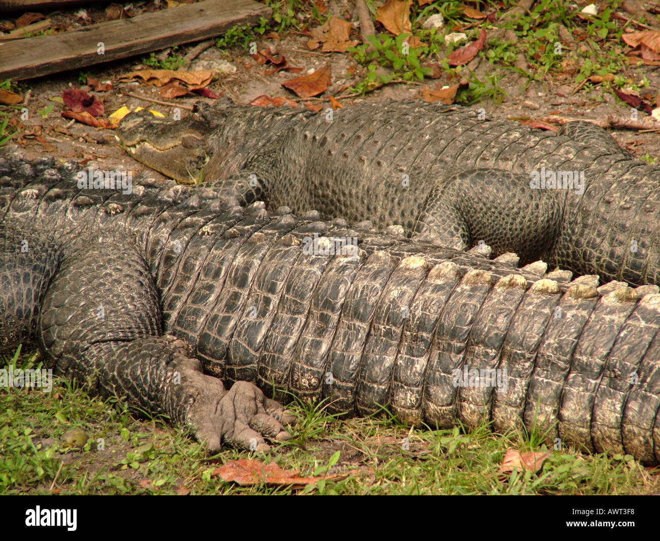 Homestead farm animals hi-res stock photography and images - Alamy