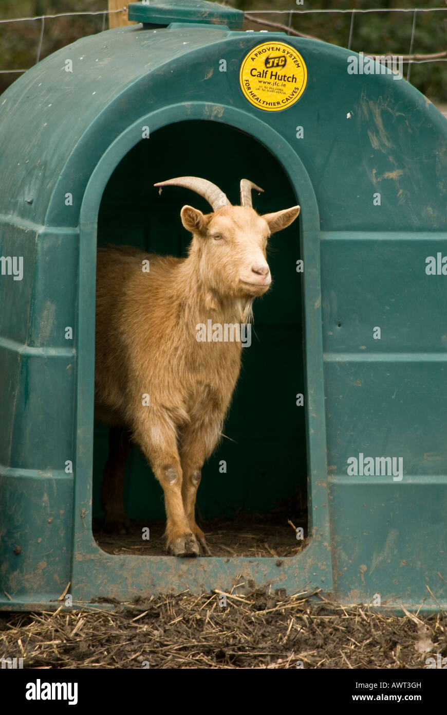 golden goat standing shelter calf hut Stock Photo - Alamy