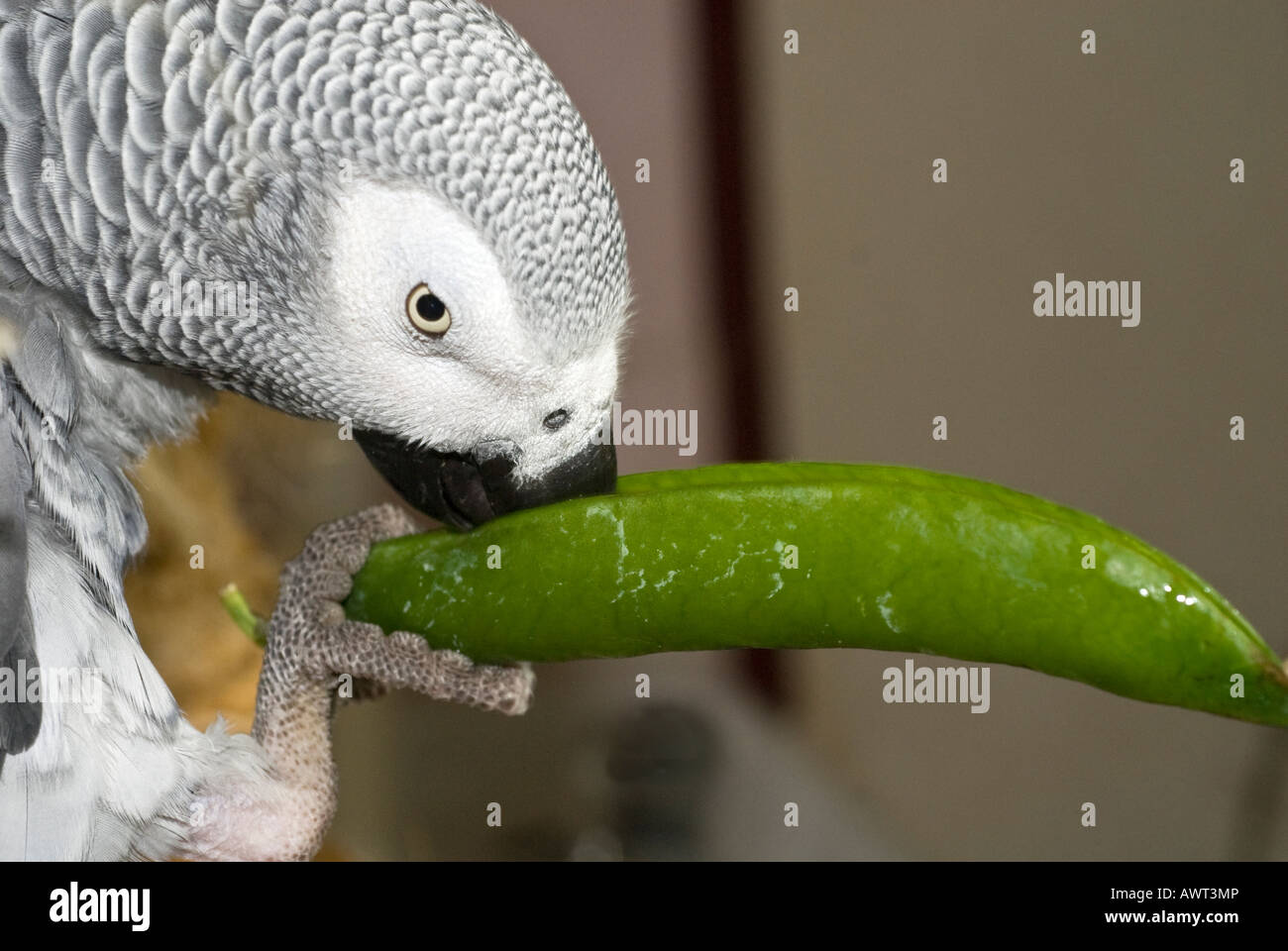 African Grey Parrot Psittacus erithacus eating peas Stock Photo - Alamy