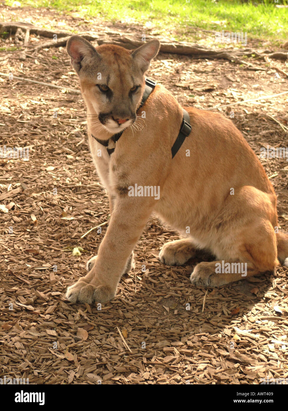 Florida panther endangered species hi-res stock photography and images ...