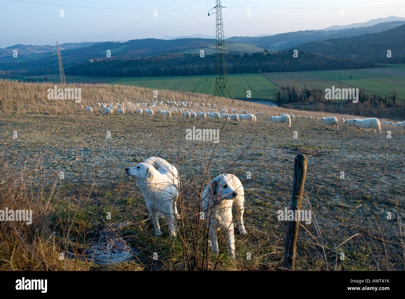 Two white sheepdogs guarding their herd of Sardinian sheep in the Val ...