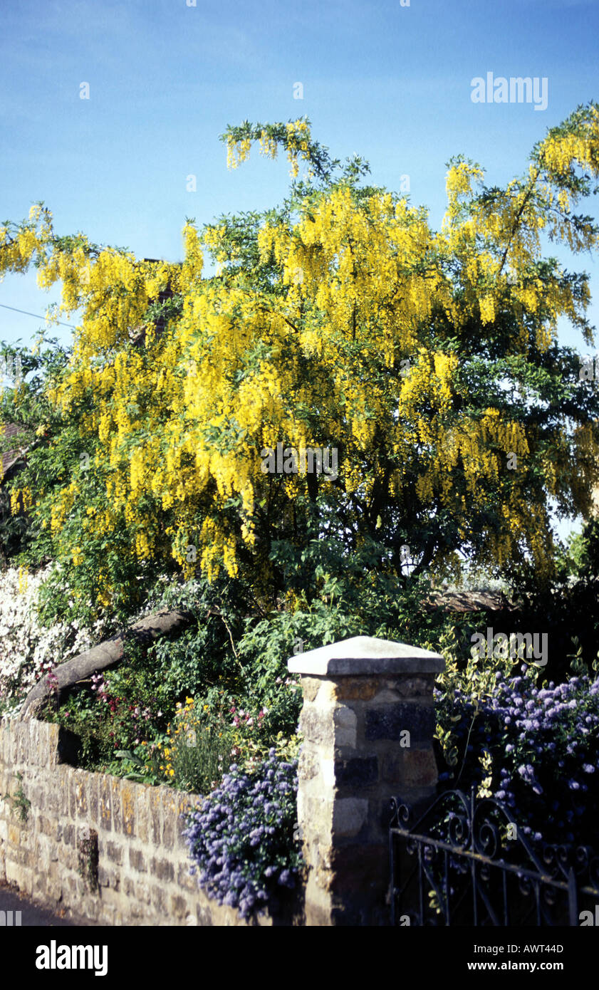 Laburnum tree - Watereri Vossii Stock Photo - Alamy