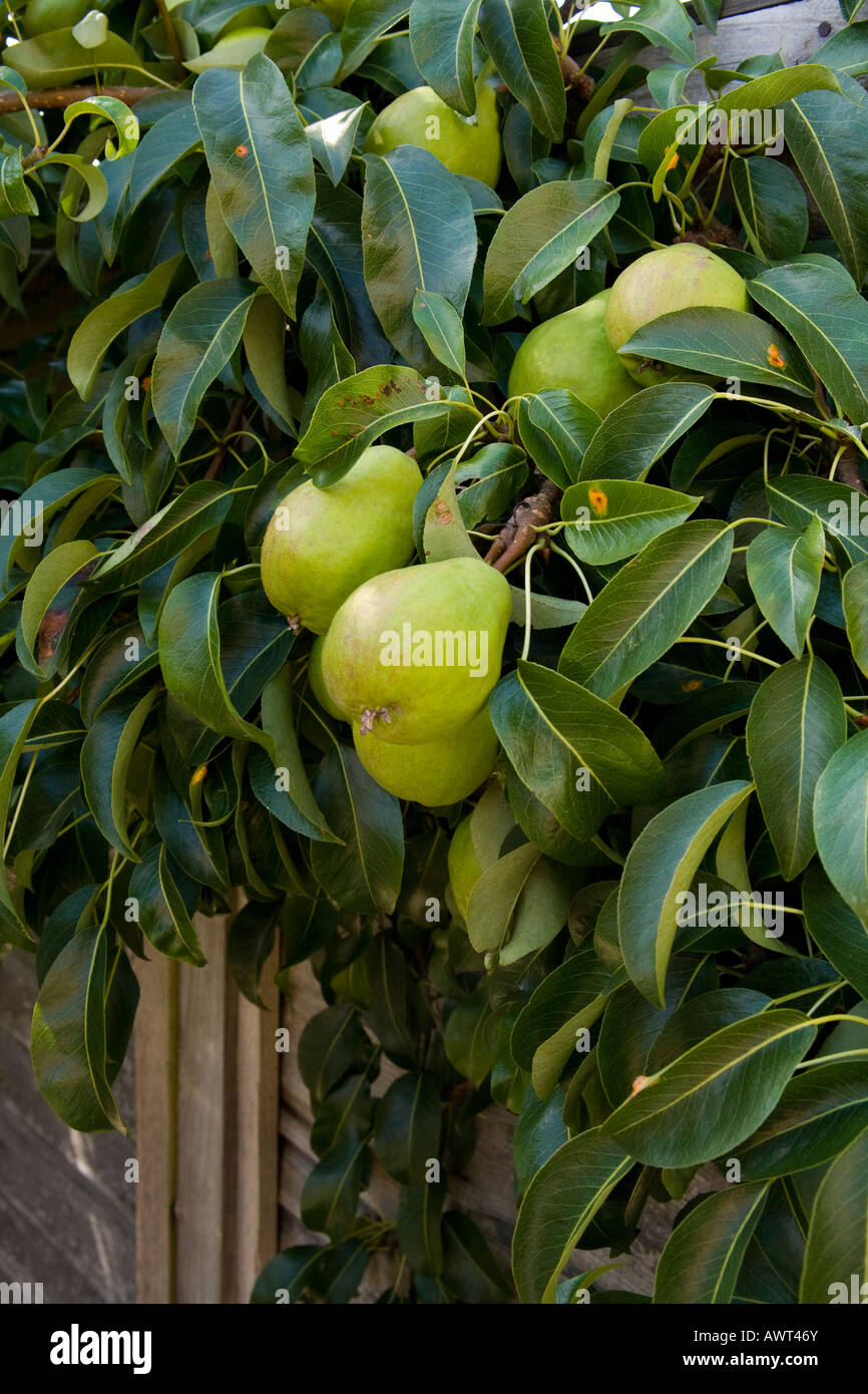 Pick fruit pear hi-res stock photography and images - Alamy