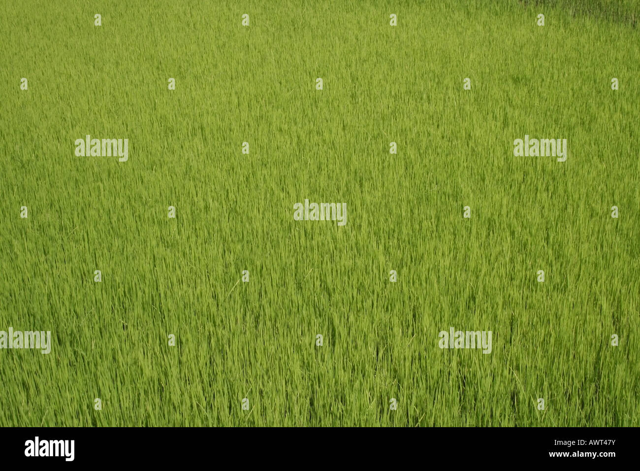 Green rice , Paddy Field in Tamil Nadu , Rural India Stock Photo - Alamy