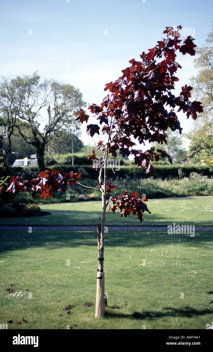 Norwegian maple tree -Acer plantoides Stock Photo - Alamy
