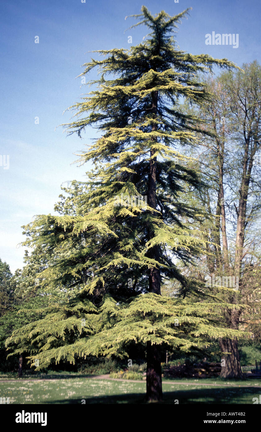 Silver fir tree - Abies Grandis Stock Photo - Alamy