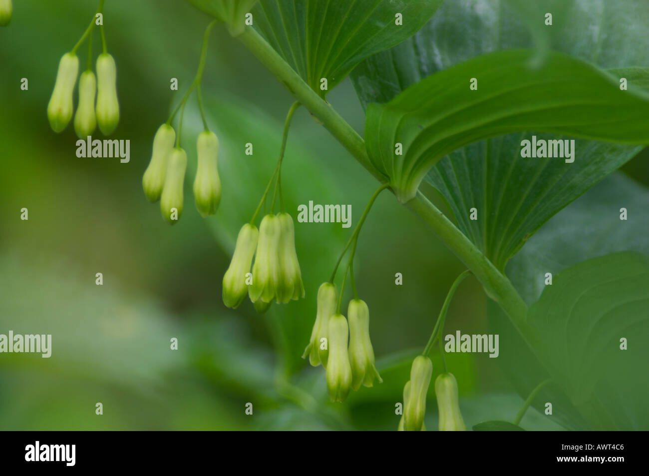 Seal flower hi-res stock photography and images - Alamy