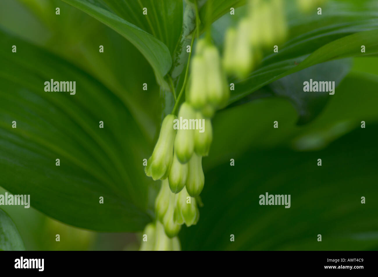 Seal of solomon hi-res stock photography and images - Alamy