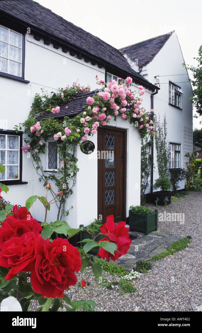 Pink rose over white hi-res stock photography and images - Alamy