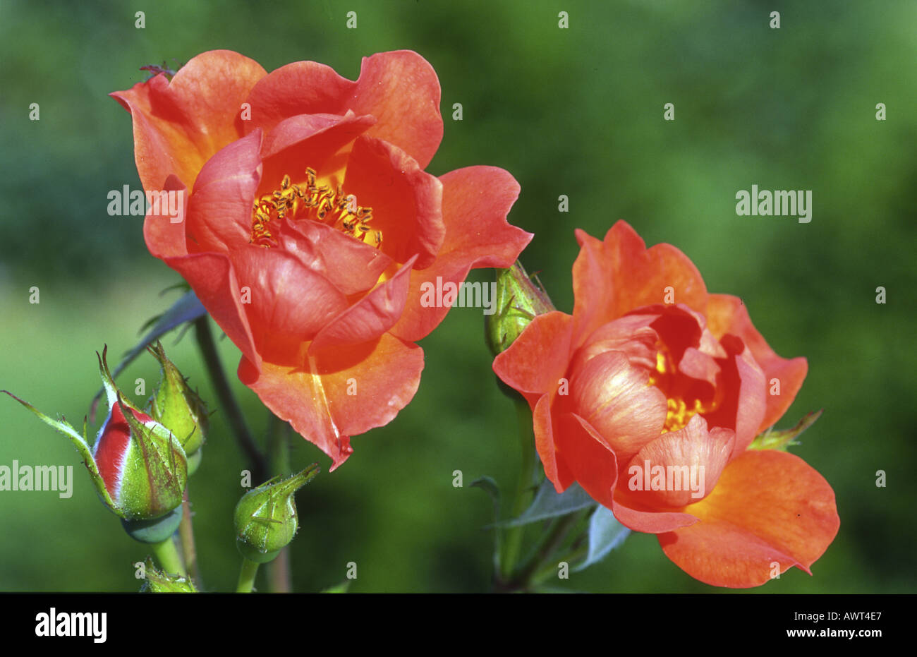 rose Anne Ford Stock Photo - Alamy