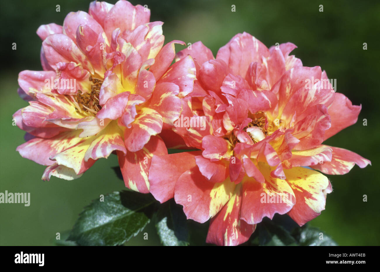 Rose Claire Raynor Stock Photo - Alamy