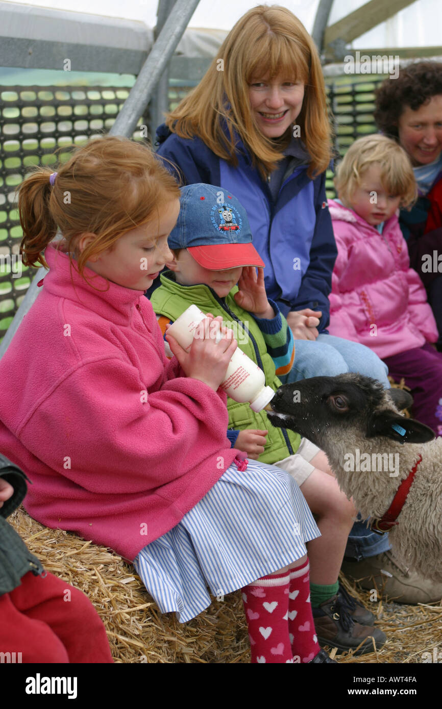 Children feeding a lamb at a farm visitor centre Stock Photo - Alamy