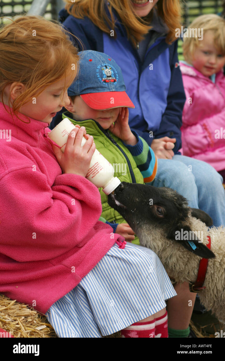 Children feeding a lamb at a farm visitor centre Stock Photo - Alamy