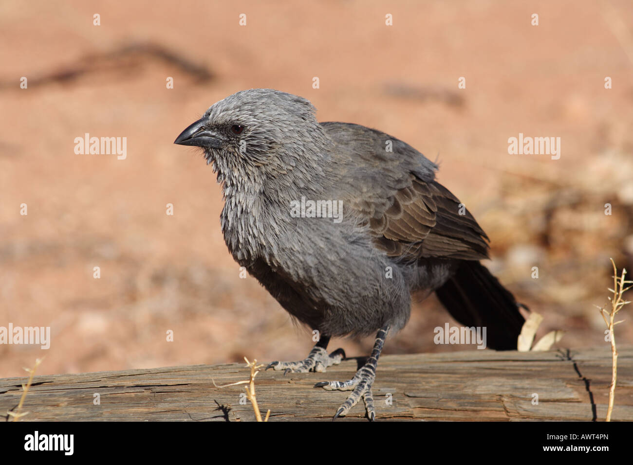 Wild apostle bird in Australian outback Stock Photo - Alamy