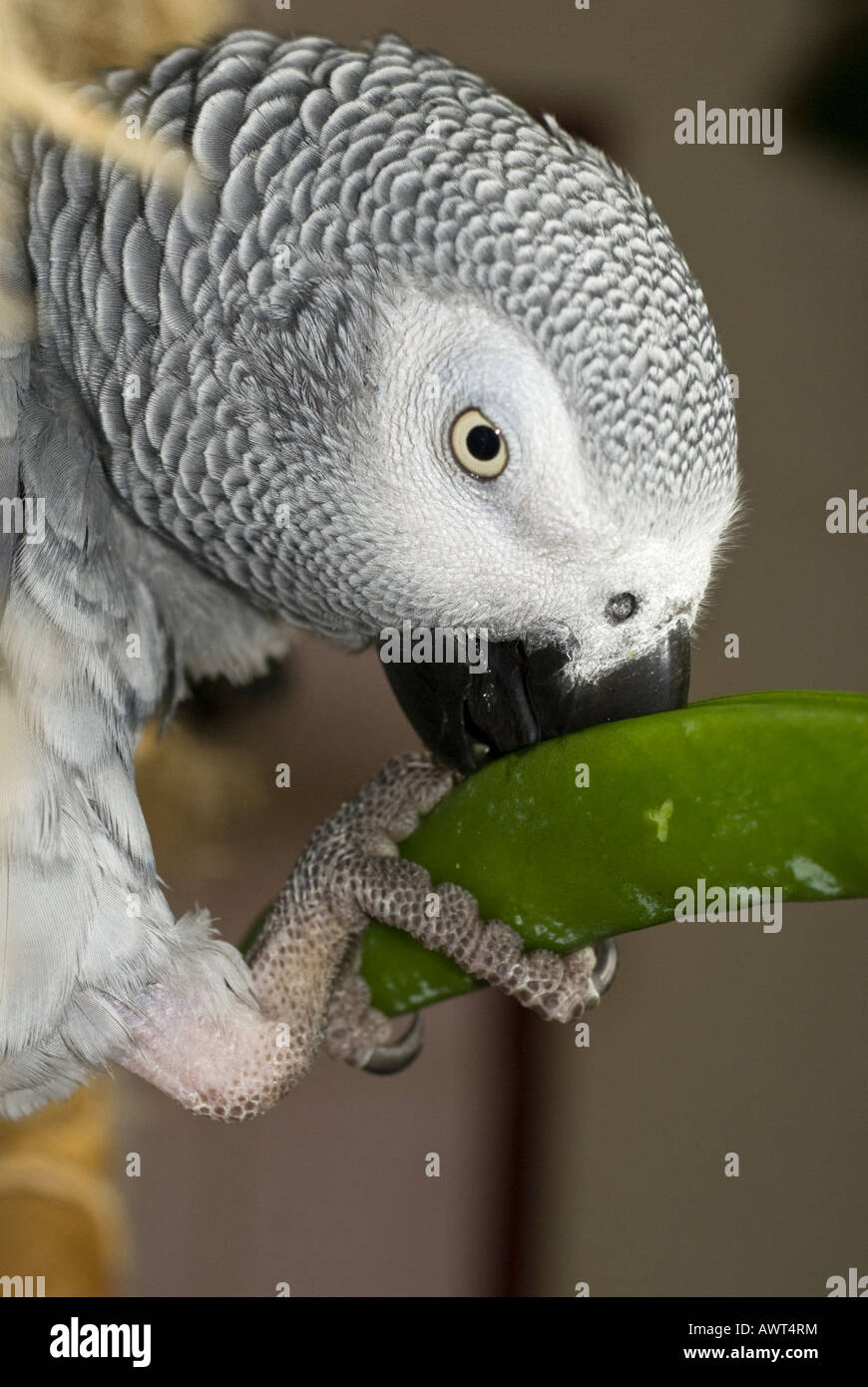 African Grey Parrot Psittacus erithacus eating peas from a pod Stock ...