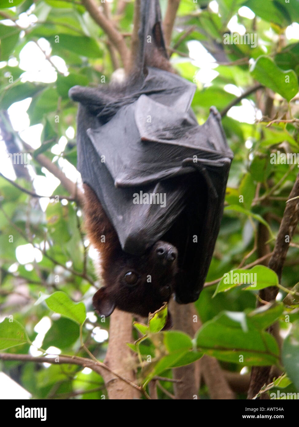 Indian Flying Fox (Pteropus giganteus Stock Photo - Alamy