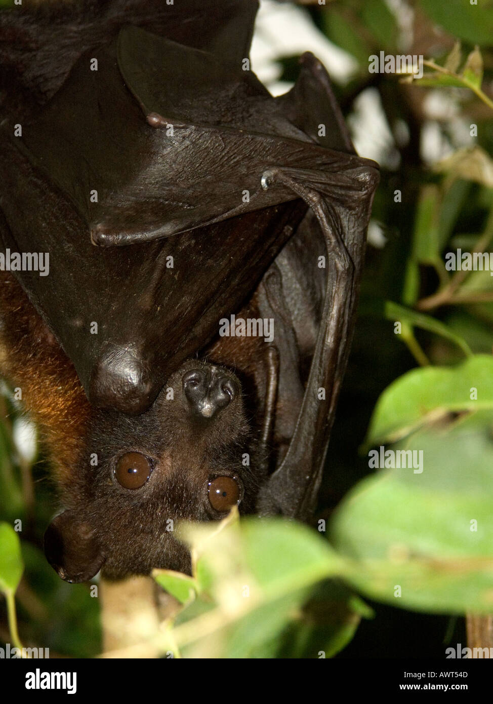 Indian Flying Fox (Pteropus giganteus Stock Photo - Alamy