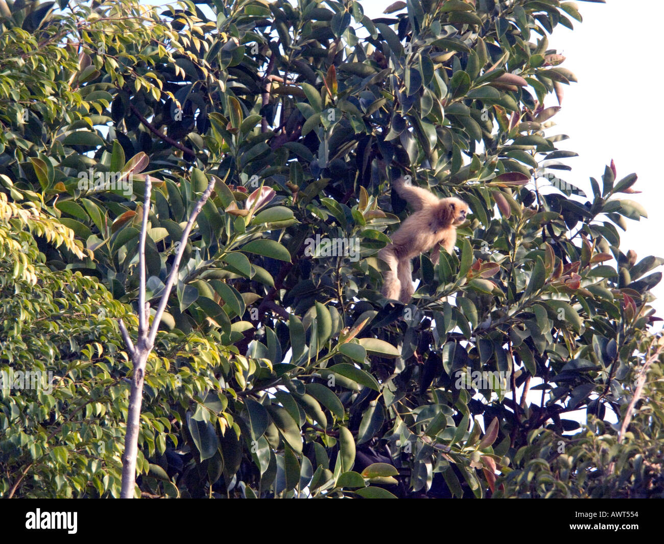 Female Buff Cheeked Crested Gibbon (Nomascus gabriellae) also listed as ...