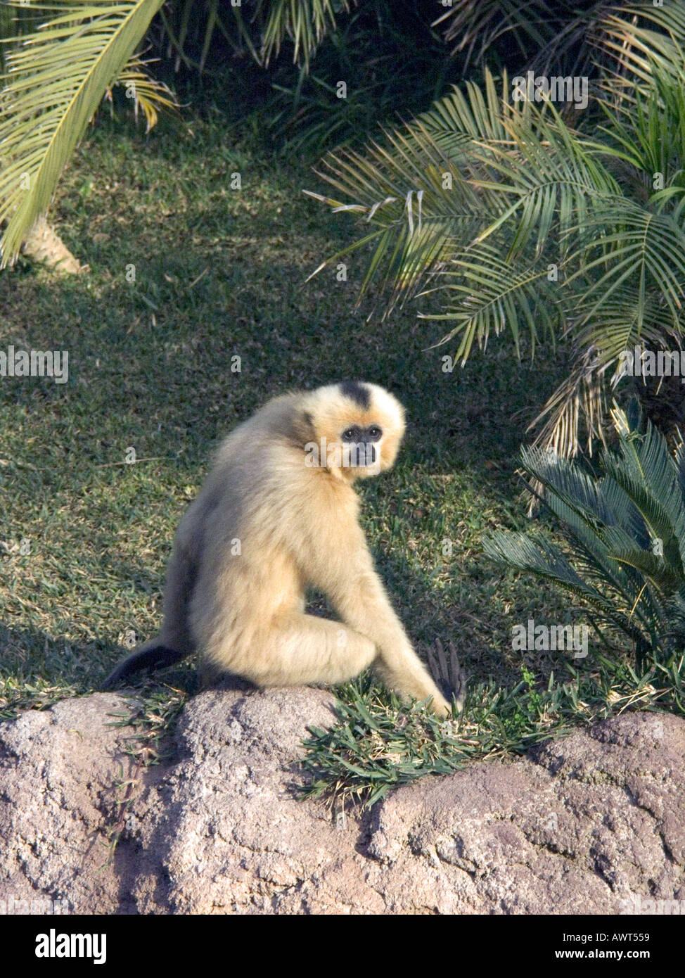Female Buff Cheeked Crested Gibbon (Nomascus gabriellae) also listed as ...