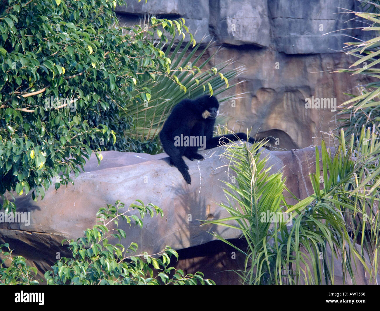 Buff cheeked Crested Gibbon Nomascus gabriellae Stock Photo - Alamy