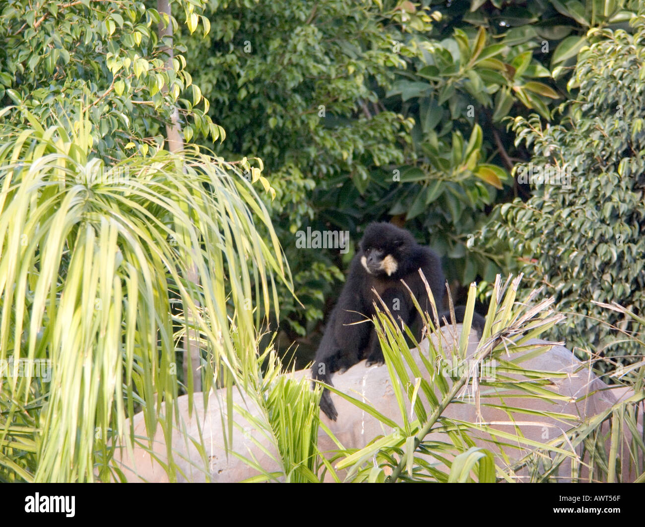 Buff cheeked Crested Gibbon Nomascus gabriellae Stock Photo - Alamy