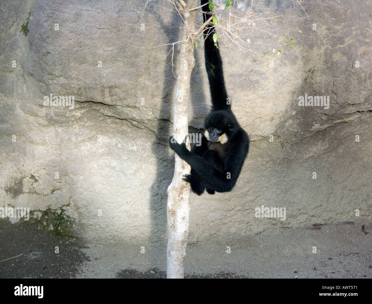 Buff cheeked hi-res stock photography and images - Alamy
