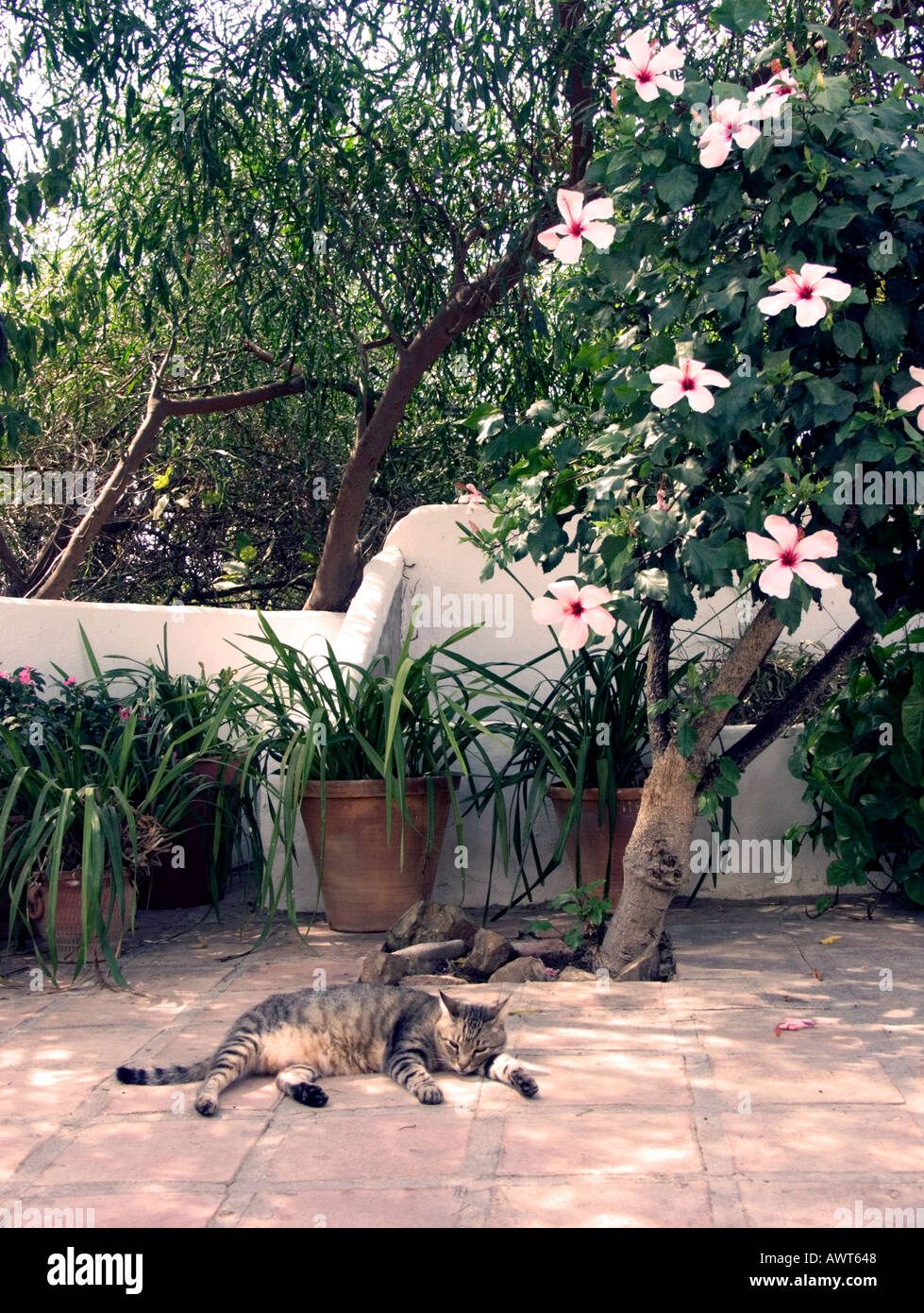 Tabby Tom Cat sitting on a tiled Mediterranean patio portrait alert ...