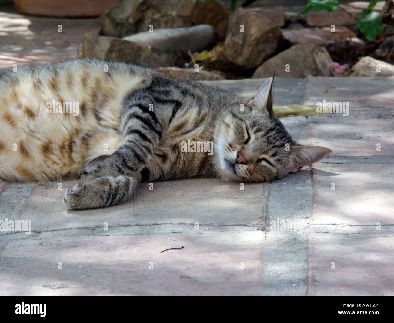 Tabby Tom Cat sitting on a tiled Mediterranean patio portrait alert ...