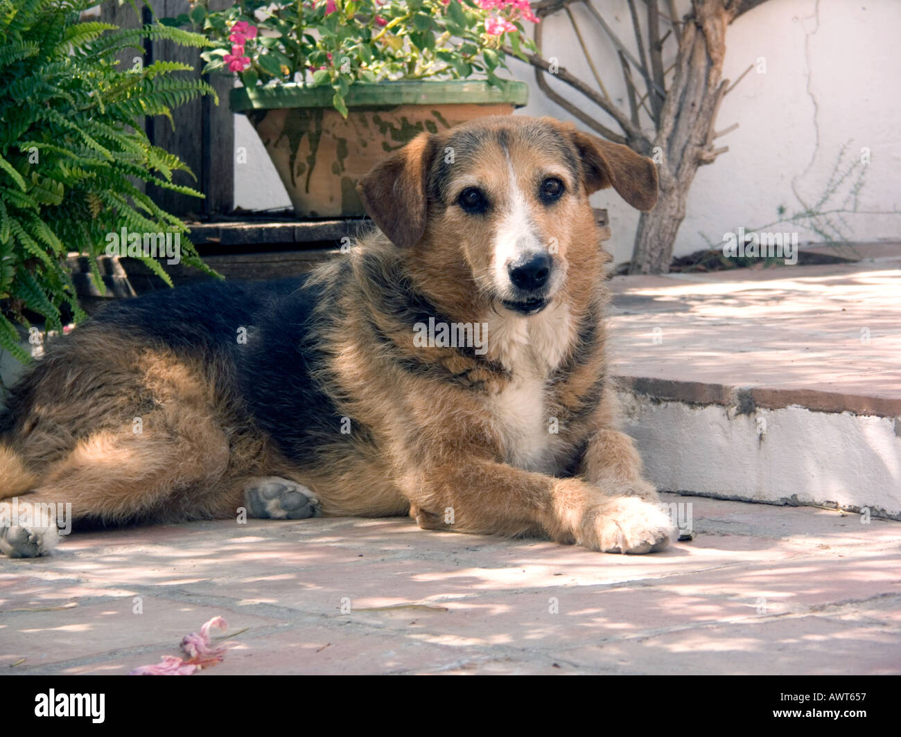 Reclining dog hi-res stock photography and images - Alamy