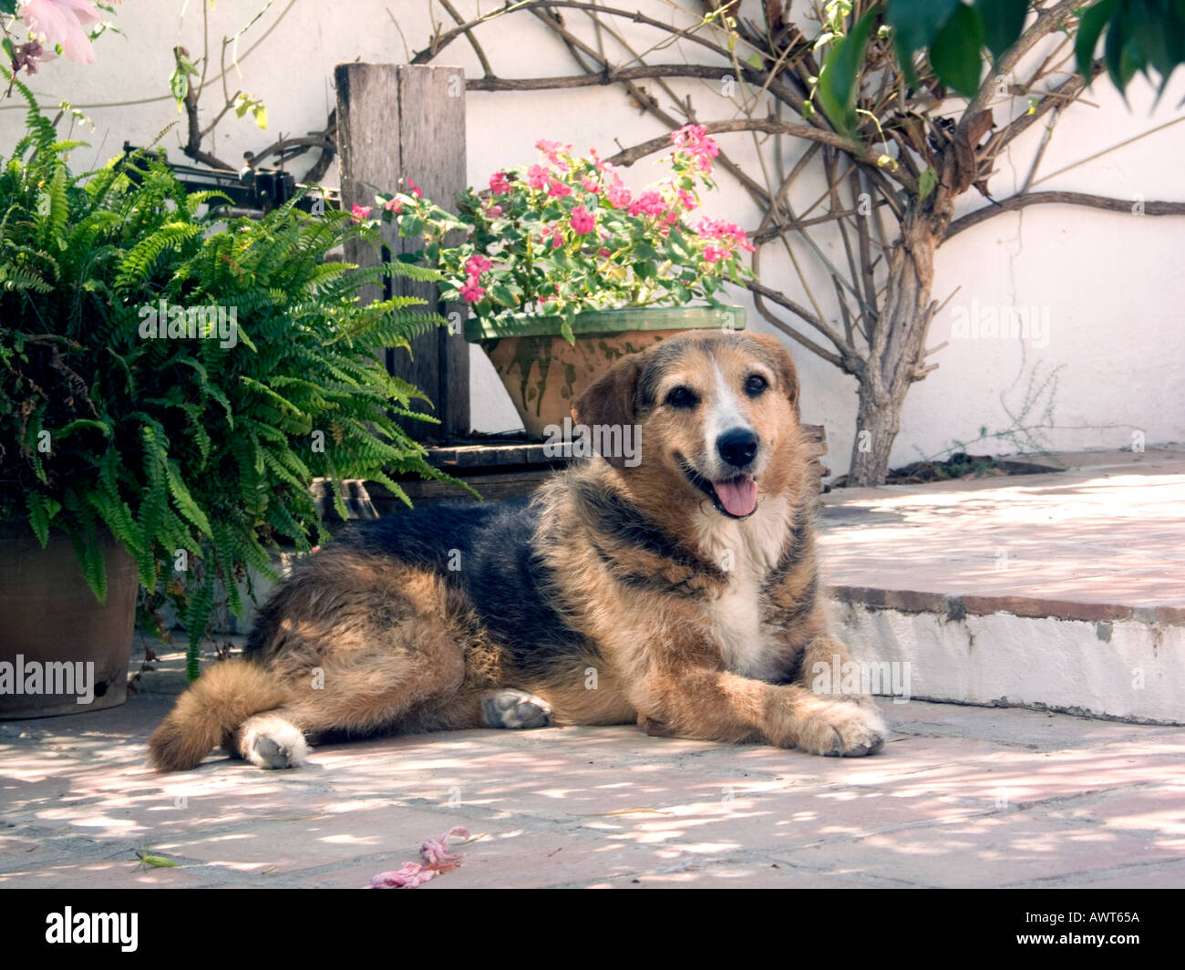 Dog resting on a tiled Mediterranean patio Sandy close up portrait ...