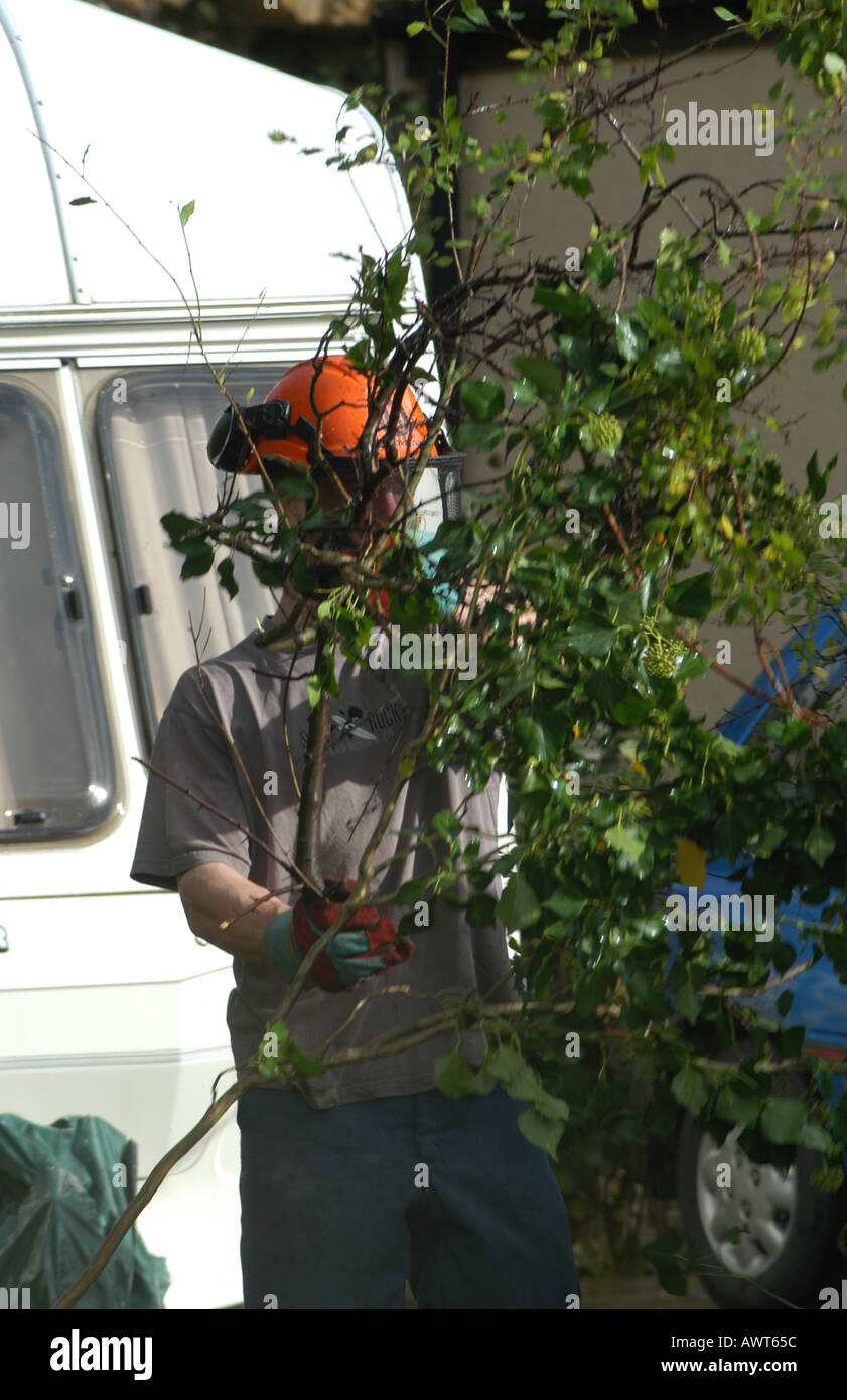 Tree Surgeons cutting and pruning sycamore trees then taking the wood ...